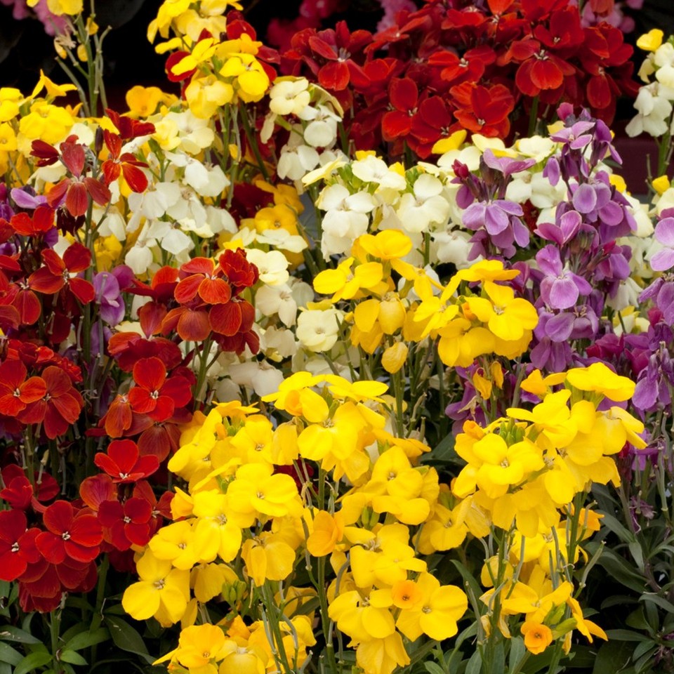 Wallflower Sunset Mixed | Vibrant Garden Ready Perennial Bedding Plants ...
