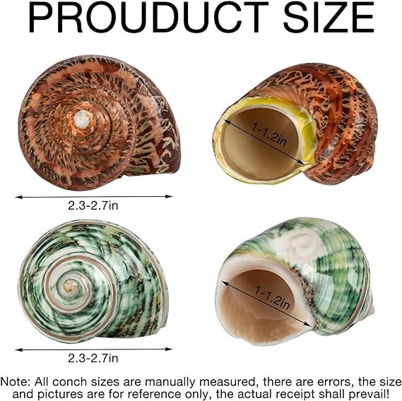 02 Natural Conch Seashells Turbo Hermit Crab Shells Rare Real Aquarium ...