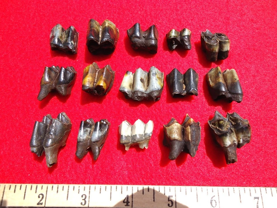 Camel Back Teeth
