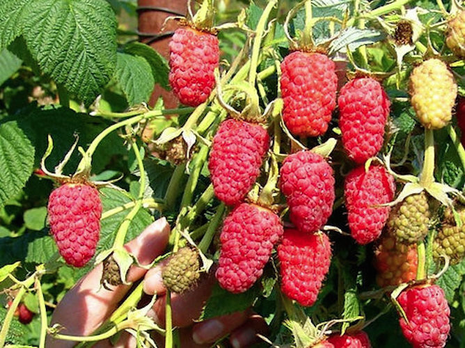 GIANT raspberry " GORDOST ROSSII " - 5 fresh --unrooted cuttings | eBay