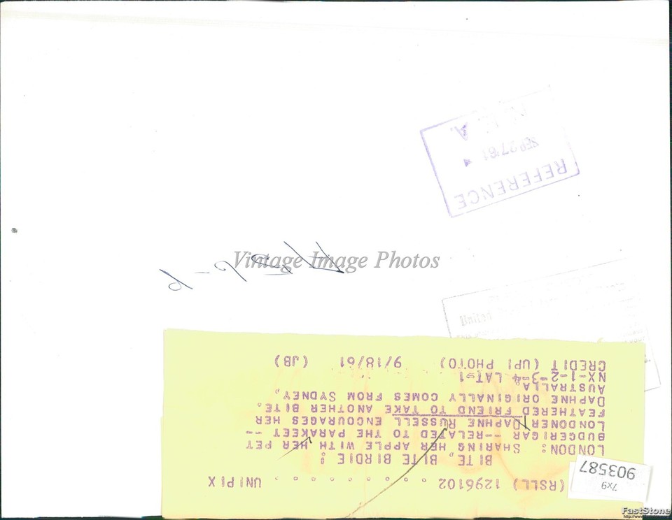 1961 Daphne Russell London Shares Apple With Pet Budgerigar Animals 7X9 ...