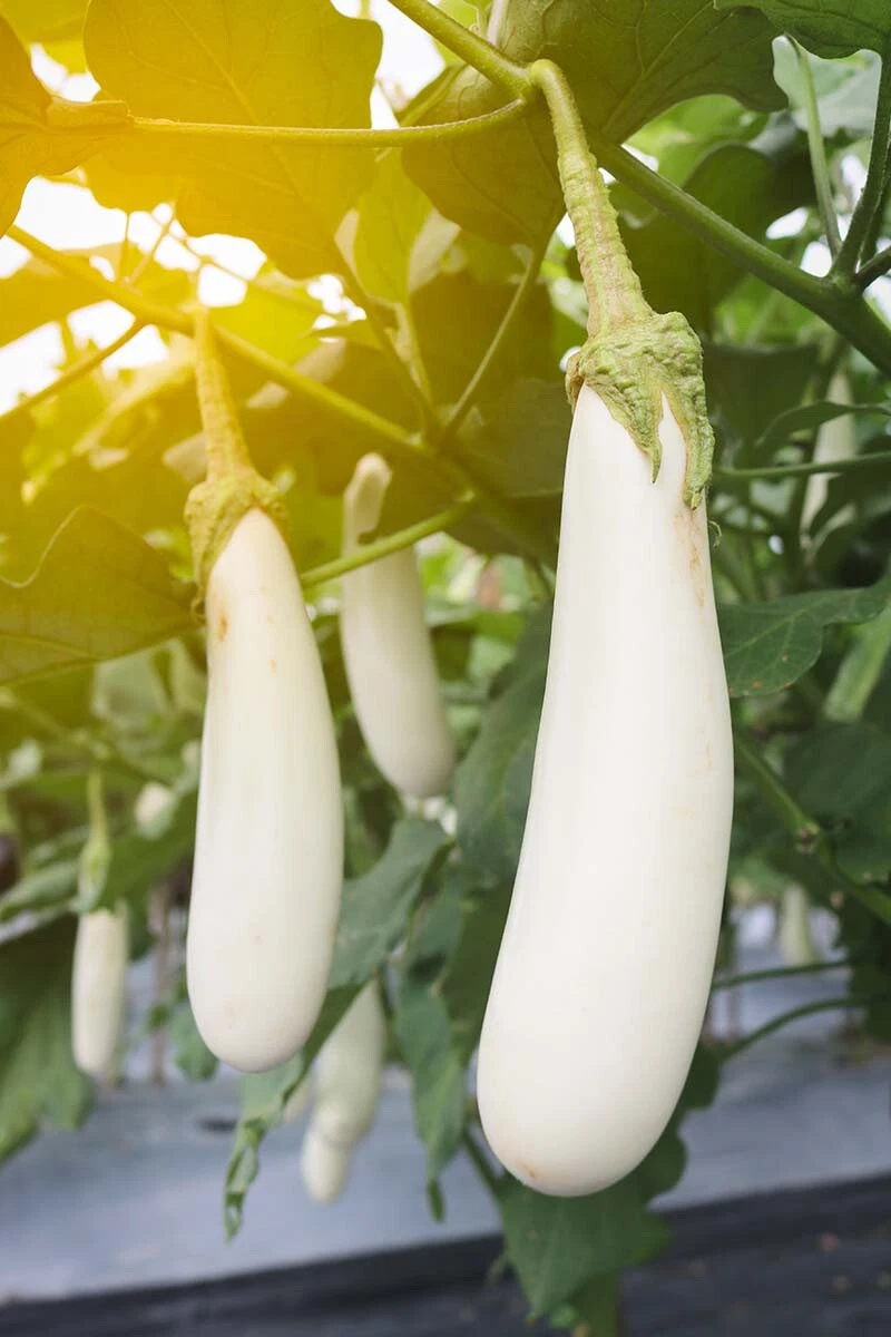 White Brinjal Plant