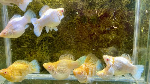 MOLLY ABINO SAKURA CARAMEL ROUNDTAIL BREEDING SIZE LIVE FISH HIGH ...