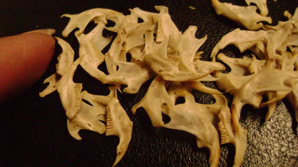 20 REAL MOUSE JAWS tiny animal bones & teeth for JEWELRY earrings ...