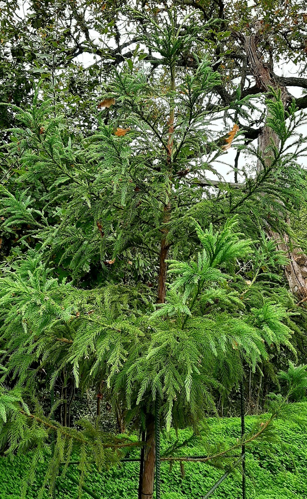 Cedro japonés - Cryptomeria japonica 60 semillas - seeds ideal para ...