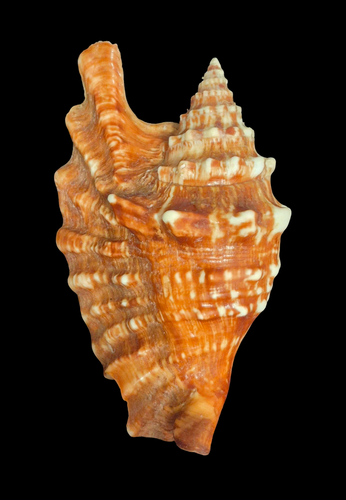 Shell TRICORNIS (STROMBUS) OLDI W/O Oman 96,0 mm | eBay