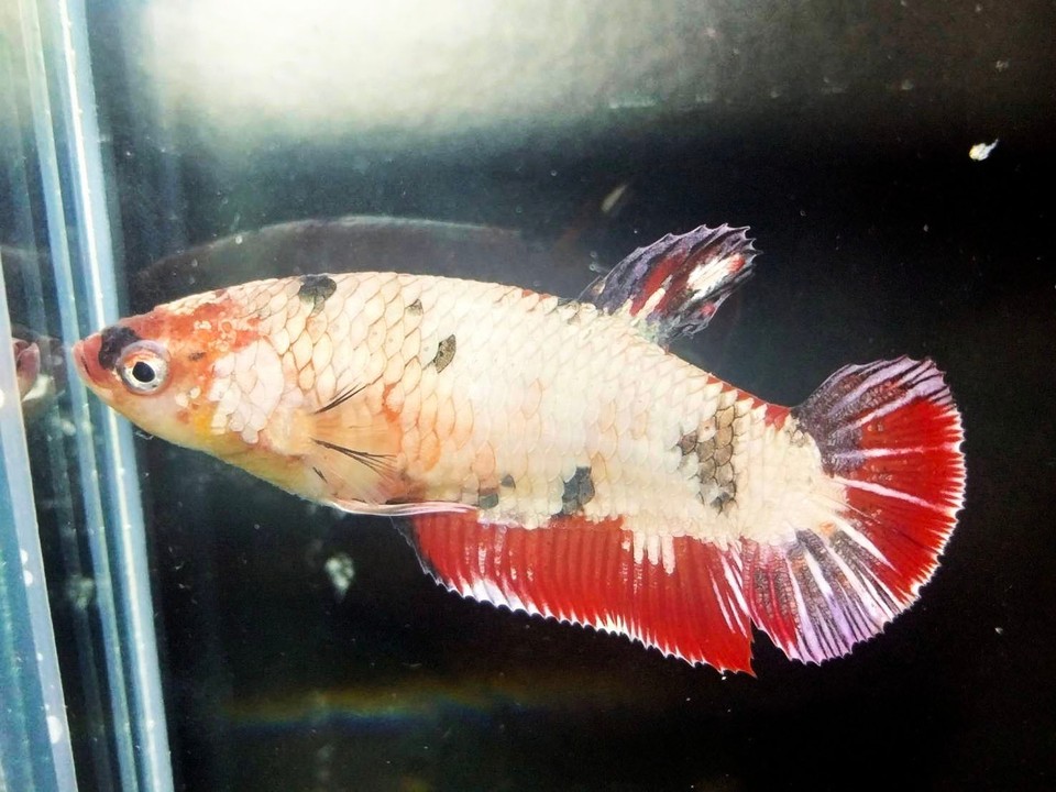 Live Betta Fish Giant Red dragon Snow HMPK FeMale Ready to breed From ...
