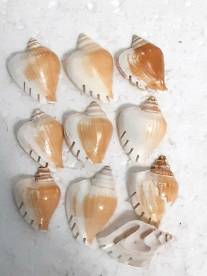 10 HALF CUT & NOTCHED SHELL ART CONCH SHELLS APPROX. 2" | eBay