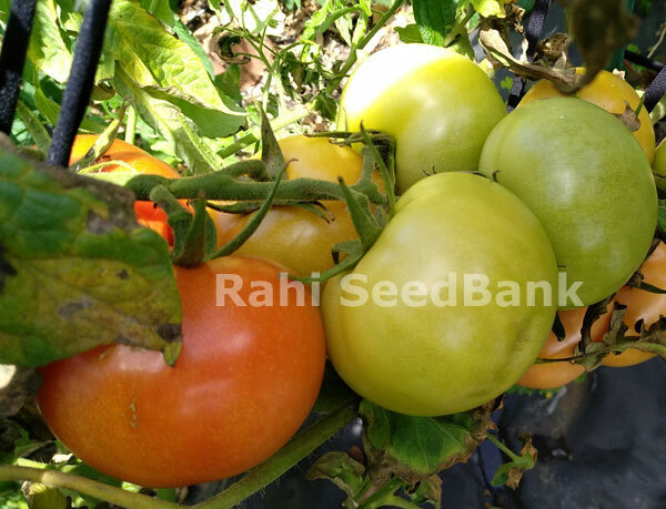 Tomato Apollo - A Large Low Acidic Delicious Tomato Variety - 10 Seeds ...