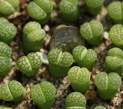 Plant - one -Lithops Julii Fulleri 'Fullergreen' C56A | eBay
