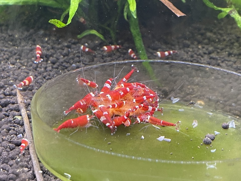10 Live Super Santa Red Crystal Shrimp Live Guarantee USA Bred Caridina ...