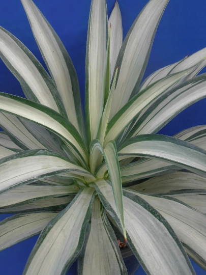 Agave desmettiana "Quicksilver" Variegated Agave Starter Plant 3"-4 ...