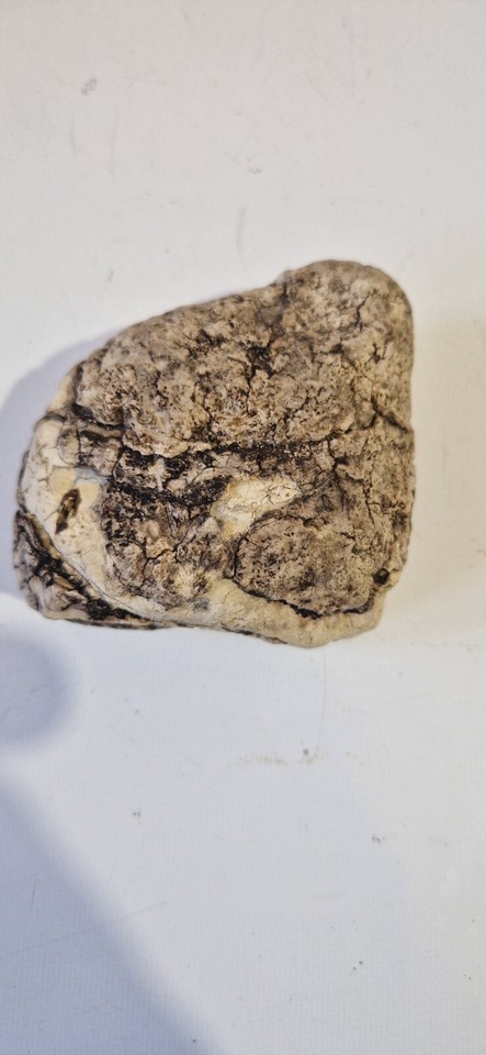 Ambergris. Real ambergris 205gr. Tested. Found in Scotland | eBay UK