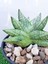 Sansevieria Boncel mini Dwarf + FREE Phytosanitary Certificate | eBay