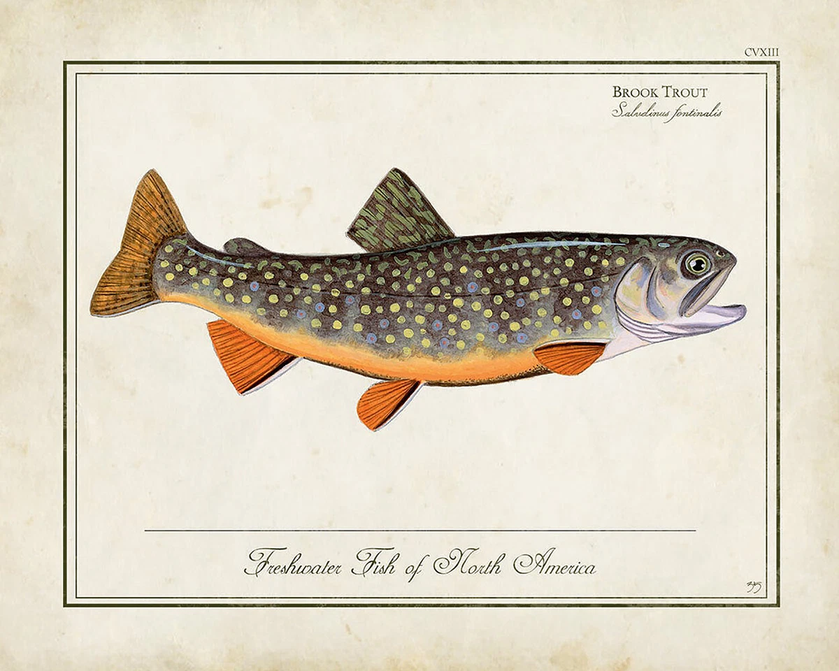 Brook Trout Sketch