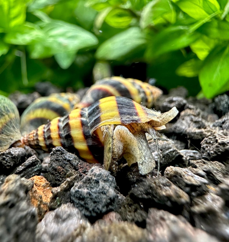 3 Assassin Snails (Clea helena) Live Freshwater Snails - pest snail ...