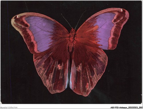 AKVP10-0793-ANIMALS - BUTTERFLY - ERYPHANIS REEVESI - BRAZIL | eBay