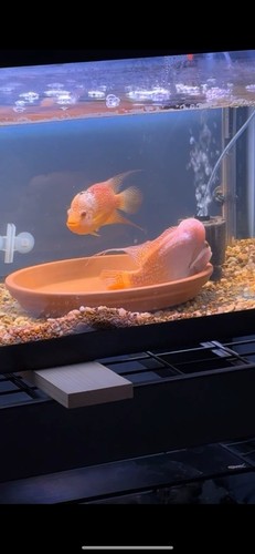 Golden Base Kamfa Flowerhorn Fry | eBay