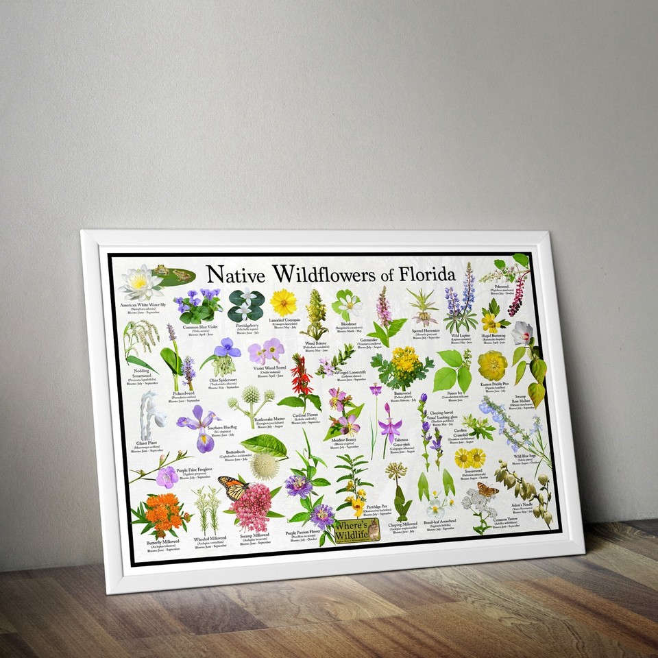 Native Wildflowers of Florida Flower Identification Poster / Flower ID ...