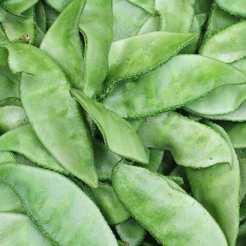 5g/10pcs Hyacinth Bean Seeds, Lablab Beans Seeds,Indian Broad Beans ...
