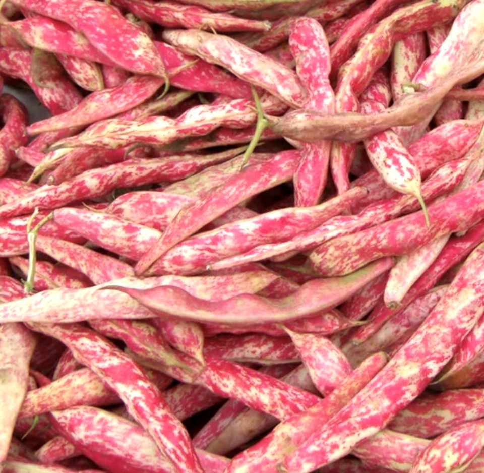 French Horticulture Shell Bean Seeds, Haricot Tarbais, NON-GMO, FREE ...