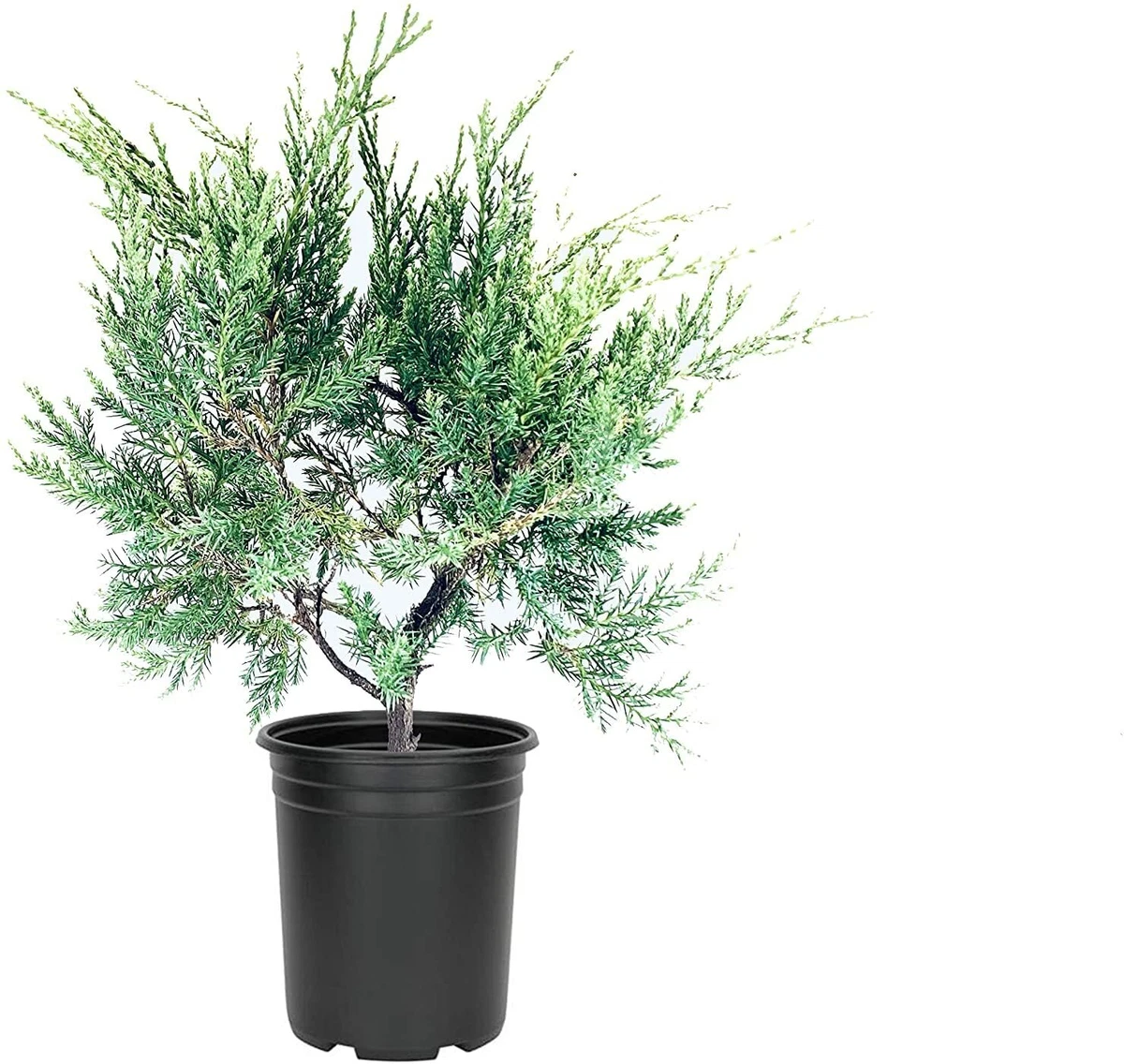 Dwarf Pfitzer Juniper