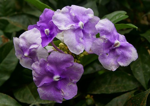 Brunfelsia pauciflora Compacta (Yesterday Today Tomorrow) x 1 plant | eBay