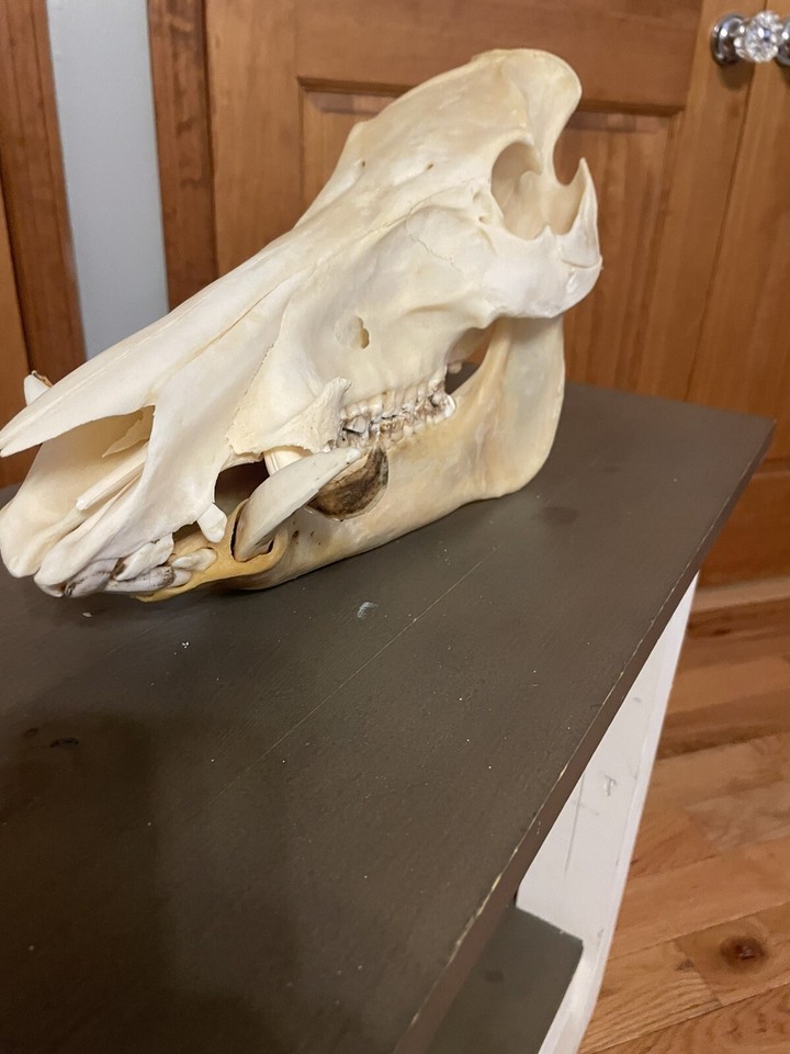 Wild Boar Skull | eBay