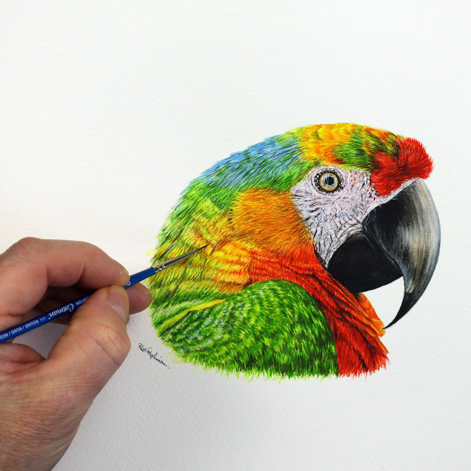 Realistic Parrot Drawing