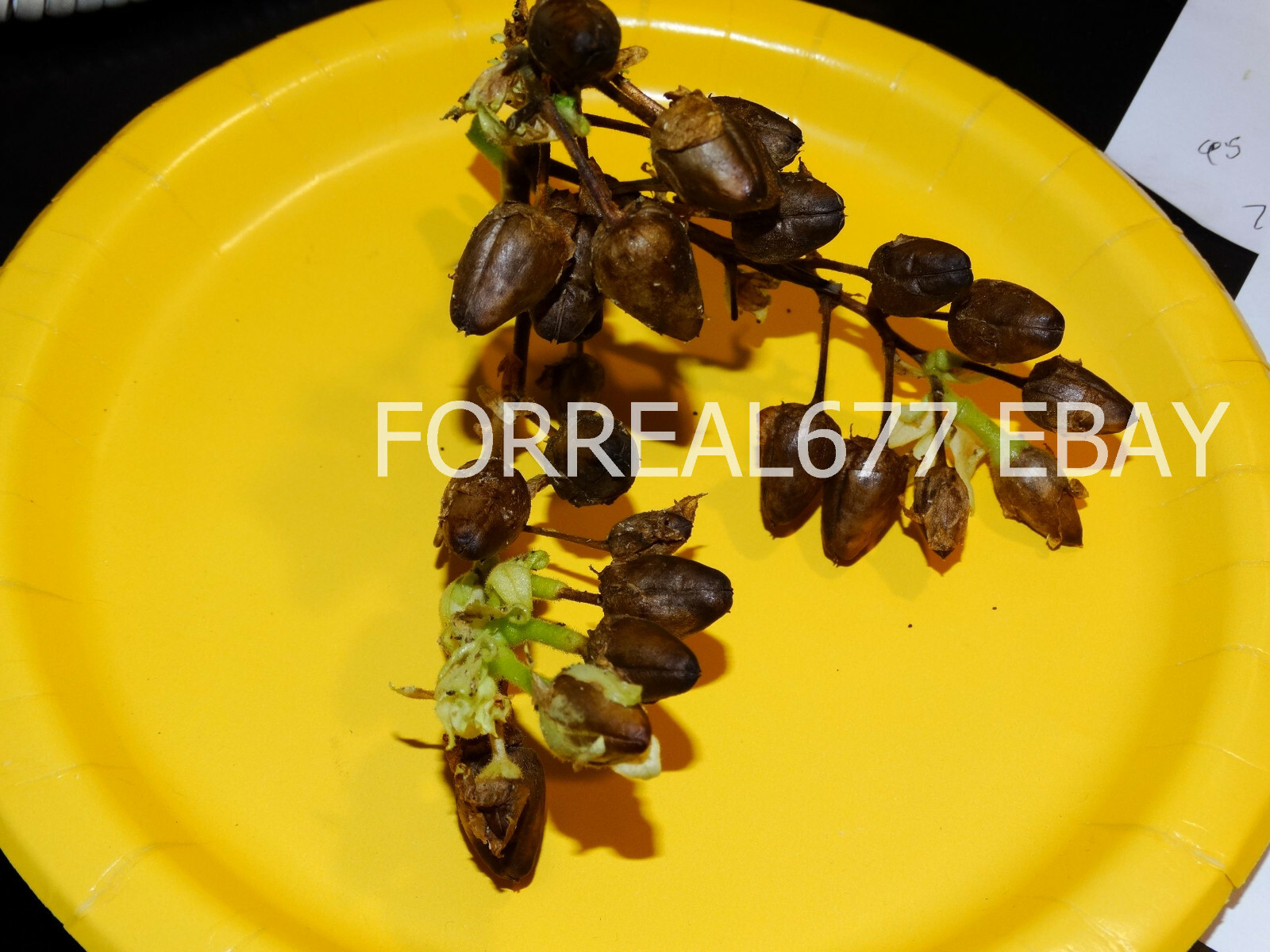 HEIRLOOM TURKISH BLACK SEA BASMA 2000+ SEEDS BEST AROMATIC ORIENTAL ...