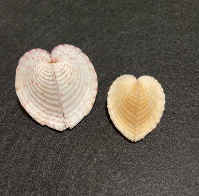 Medieval Cockle Shells