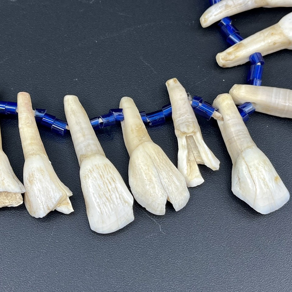 OLD Native American Buffalo Tooth Necklace Plains Tribe Glass Beads ...