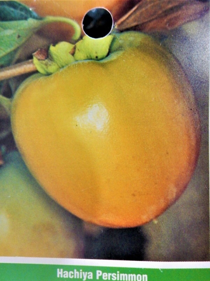 HACHIYA PERSIMMON TREE-6 UNROOTED CUTTINGS 6" - 8" Long For Rooting or ...