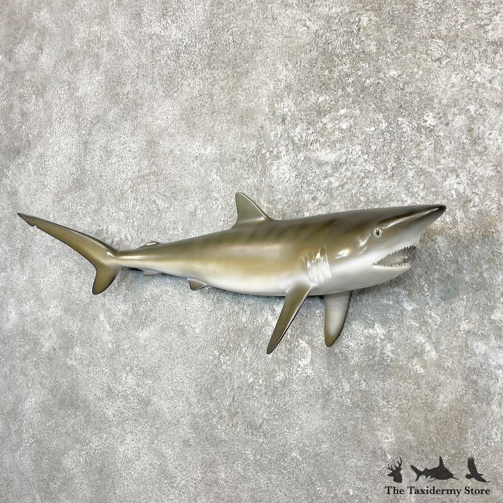 Blacktip Shark Taxidermy Mounted Fish | The Blacktip Times