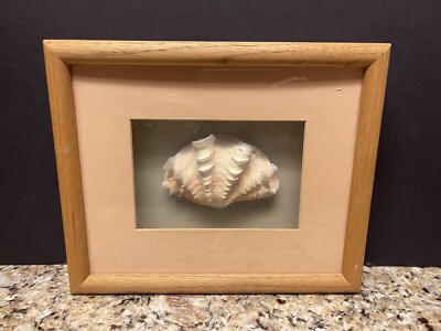 Vintage Sea Reflections By Ralph Mangubat California Seashell Rare HTF ...