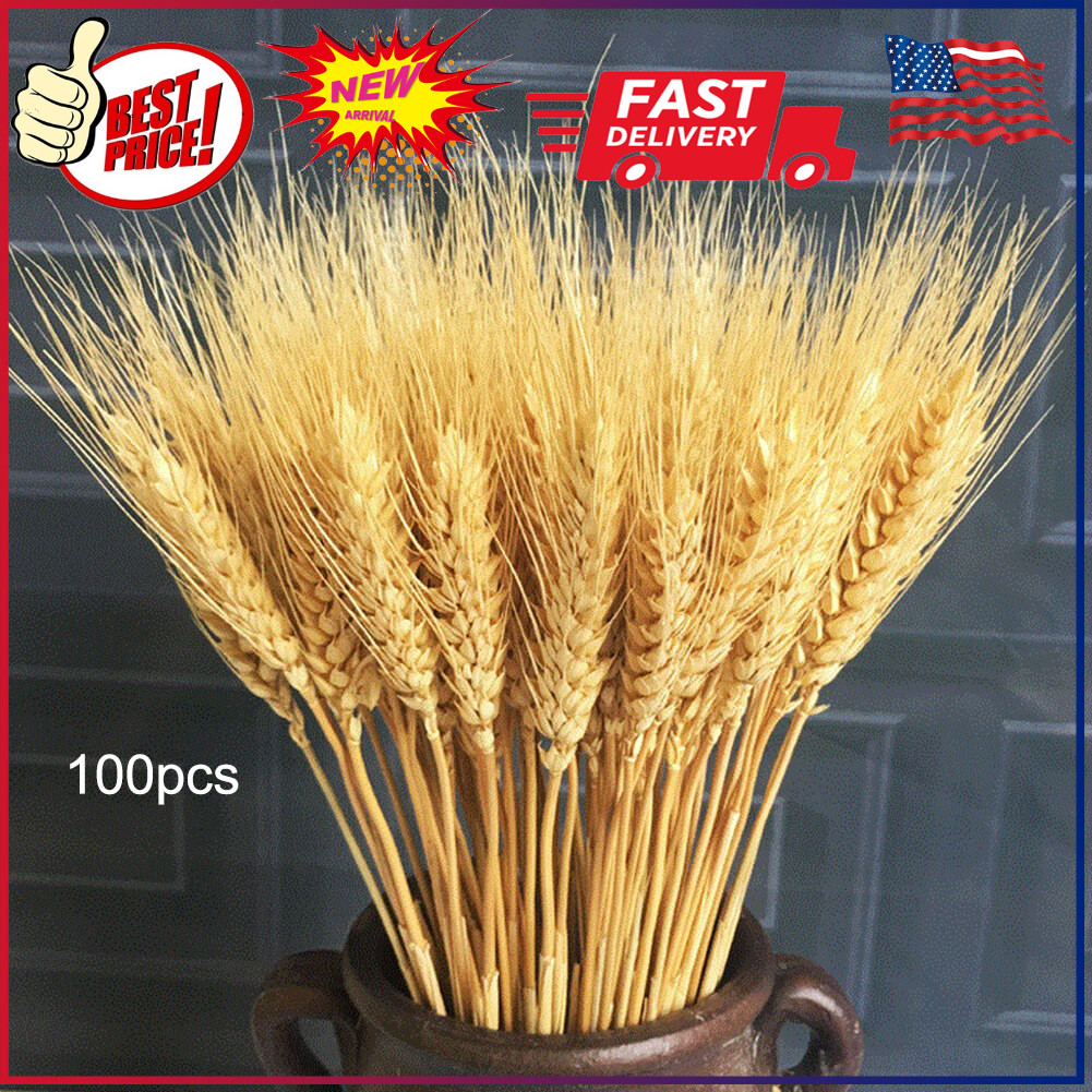 Wheat Stalks
