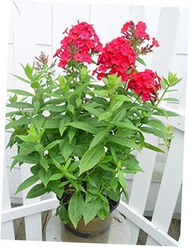 Volcano Phlox - Phlox Volcano (Garden Phlox) Perennial, #1 Size ...