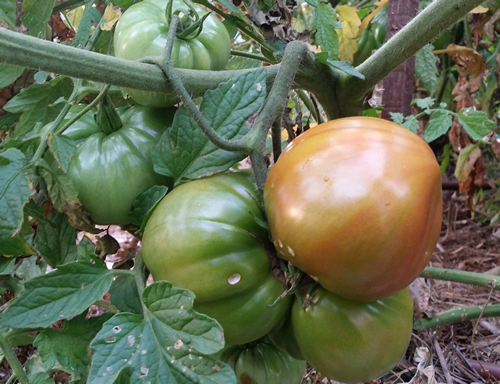 Dwarf Wild Red Fred Tomato - 10 Seeds! | eBay