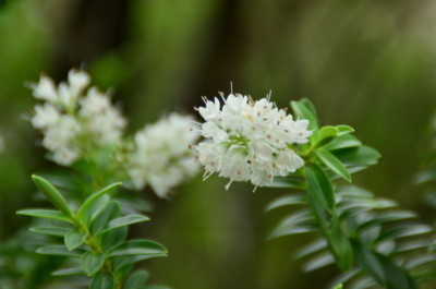 Clethra alnifolia 'Hummingbird' / Sweet Pepperbush 1-2ft Tall in 2L Pot ...