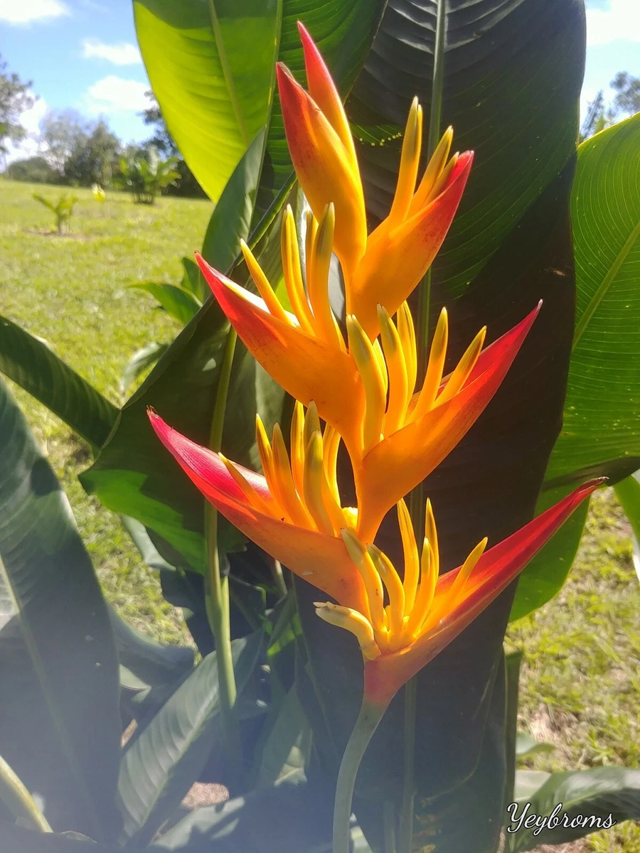 Heliconia Plant Care