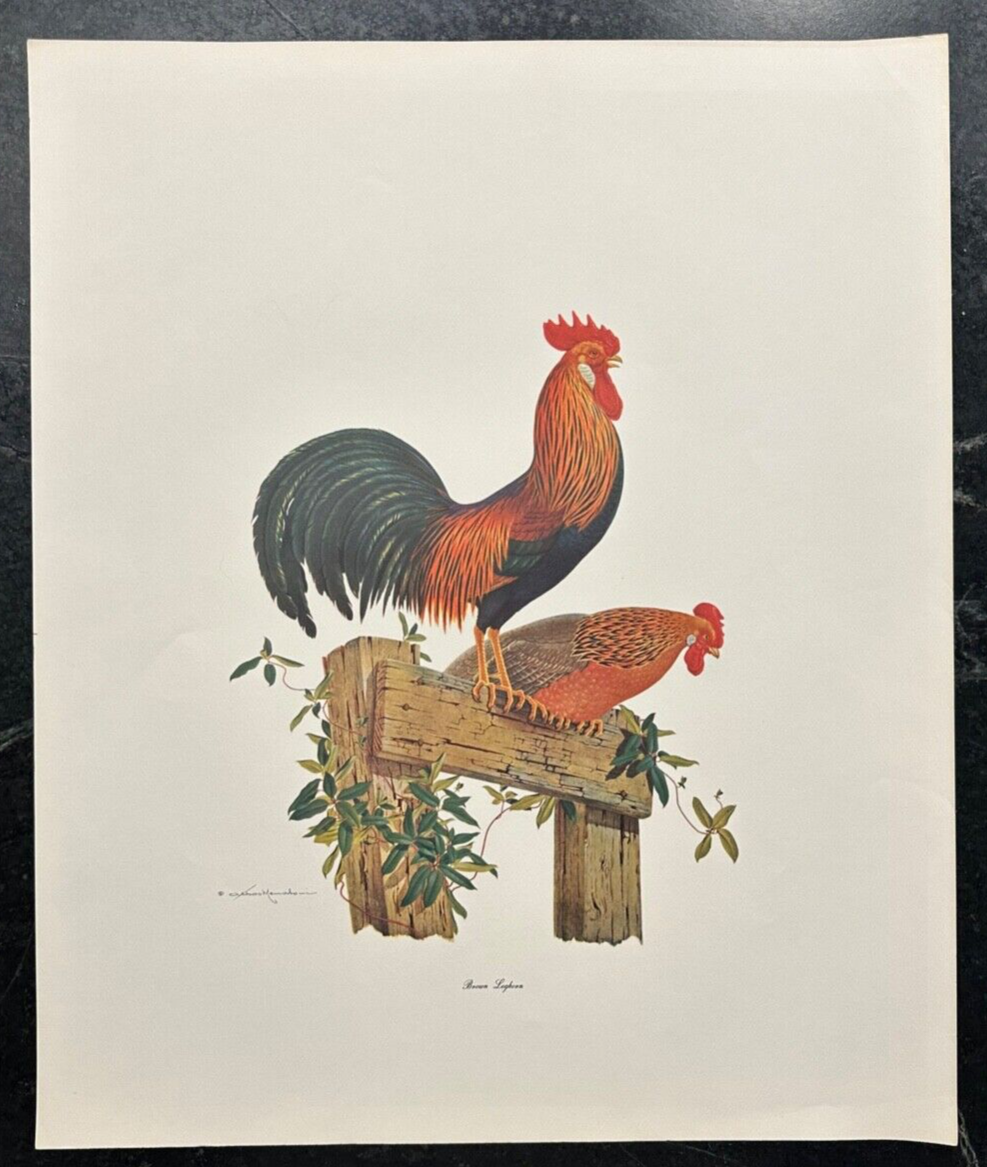 Vintage 1950s Athos Menaboni 20X17 Art Print Brown Leghorn Rooster and ...