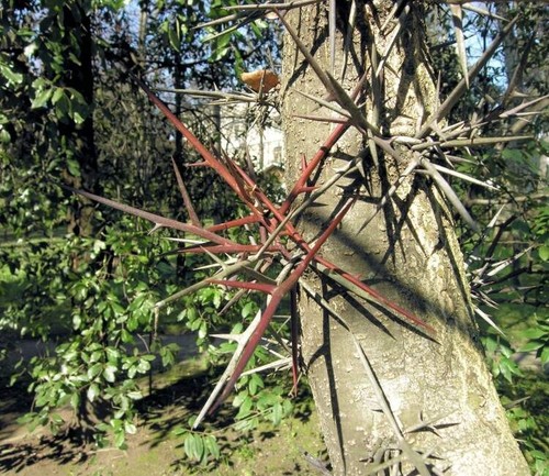 Caspian Locust Tree 1 year old/ Garden/ Ornamental tree | eBay