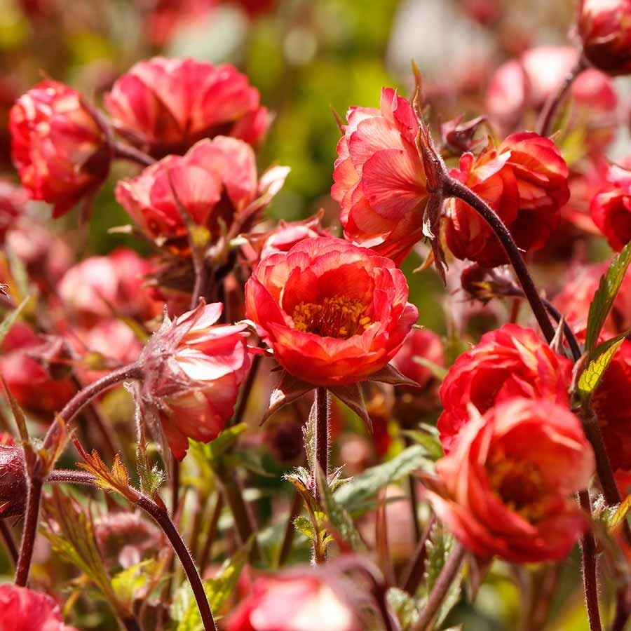 Live Geum Avens Plant: A Long-Blooming Perennial for Pollinator Garden ...
