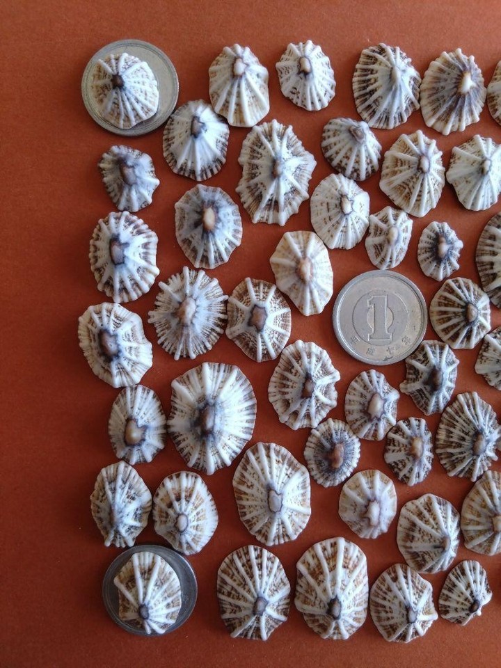 Limpets white Natural Sea Shells From Japan | eBay