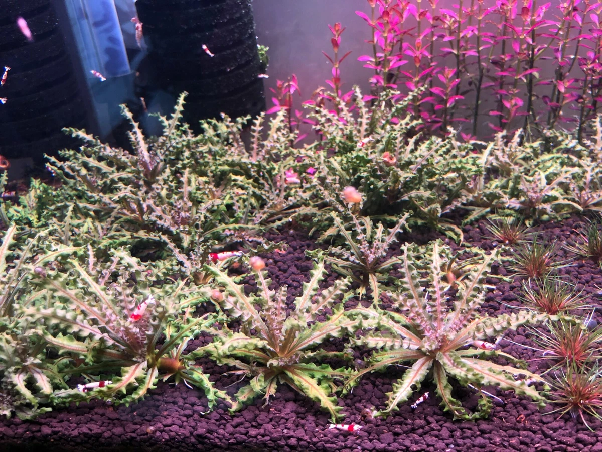 Pogostemon Helferi Downoi