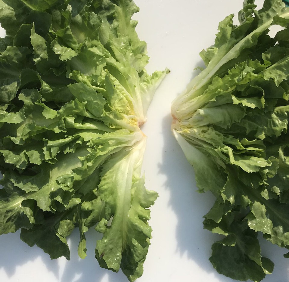 500+Broadleaf Batavian Endive Seeds(Cichorium endivia) Escarole ...