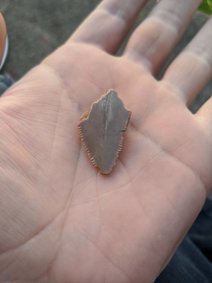 MEGALODON (Carcharocles) SHARK TOOTH FOSSIL Broken Budget Tooth! No ...