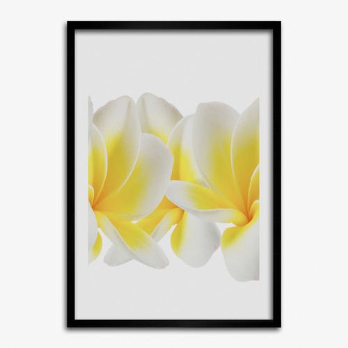 Photo 70x100cm Décor MDF Le salon Cadre Plumeria | eBay