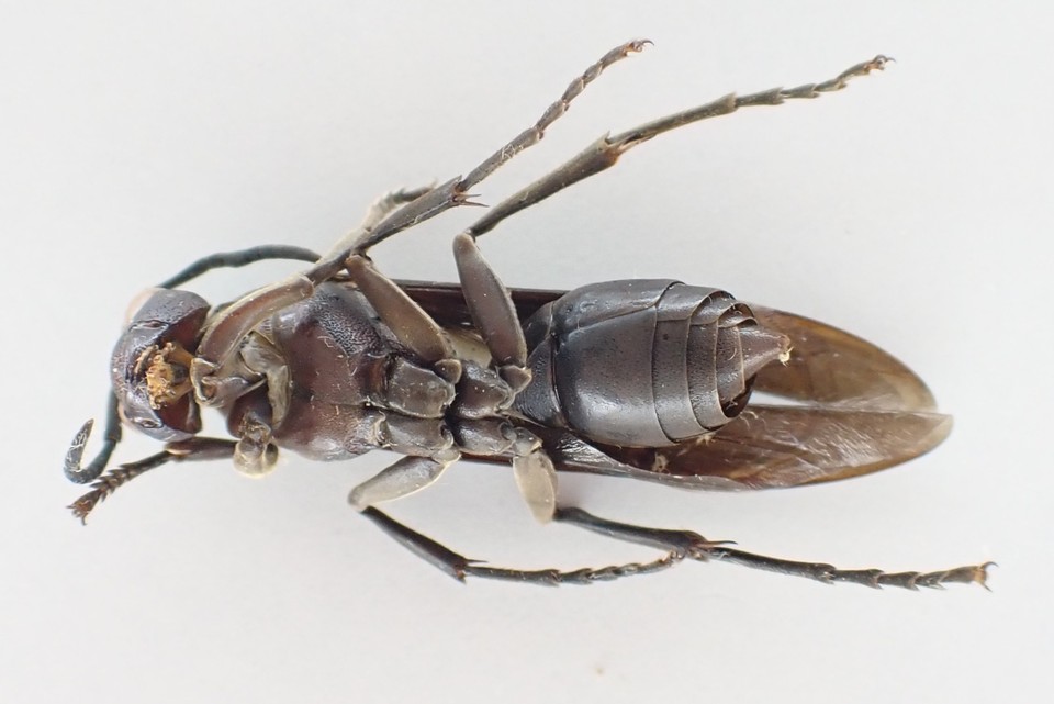 i53622. Insects, Beetles. Hymenoptera sp. Vietnam North | eBay