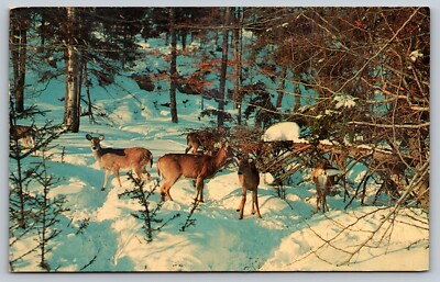 WHITE TAIL DEER on the alert Adirondacks New York winter snow VTG ...
